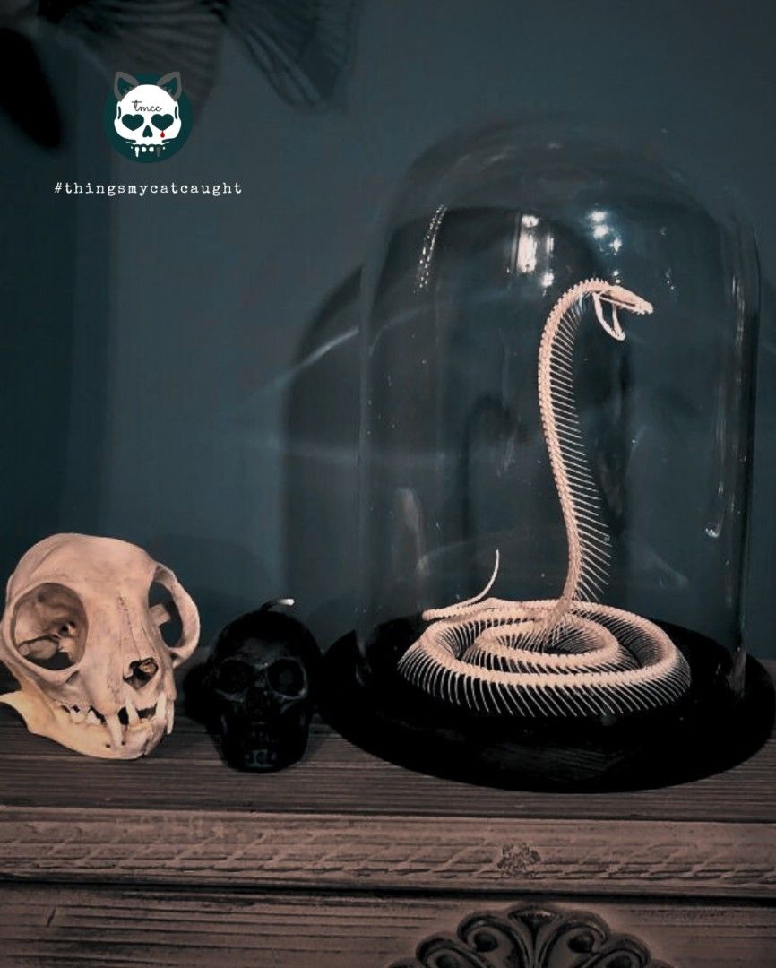 Snake bone taxidermy bones reptile display vertebrae glass dome ...