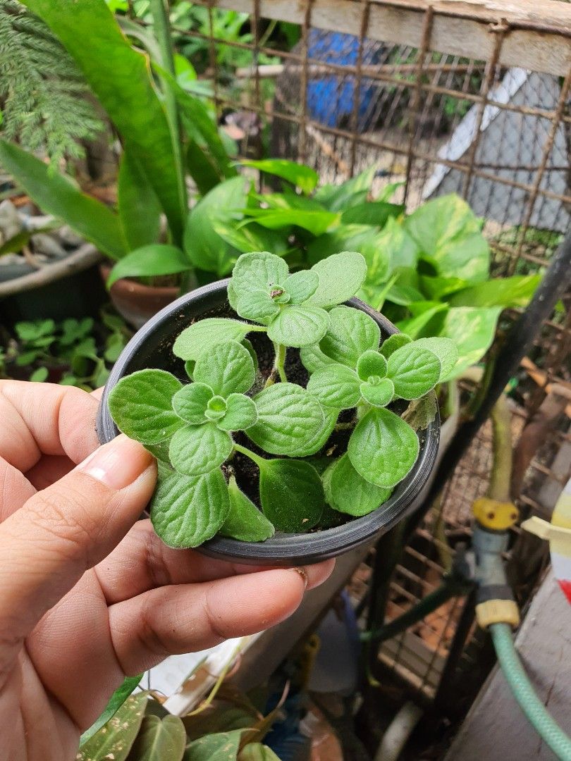 VICKS PLANT, Furniture & Home Living, Gardening, Plants & Seeds on ...