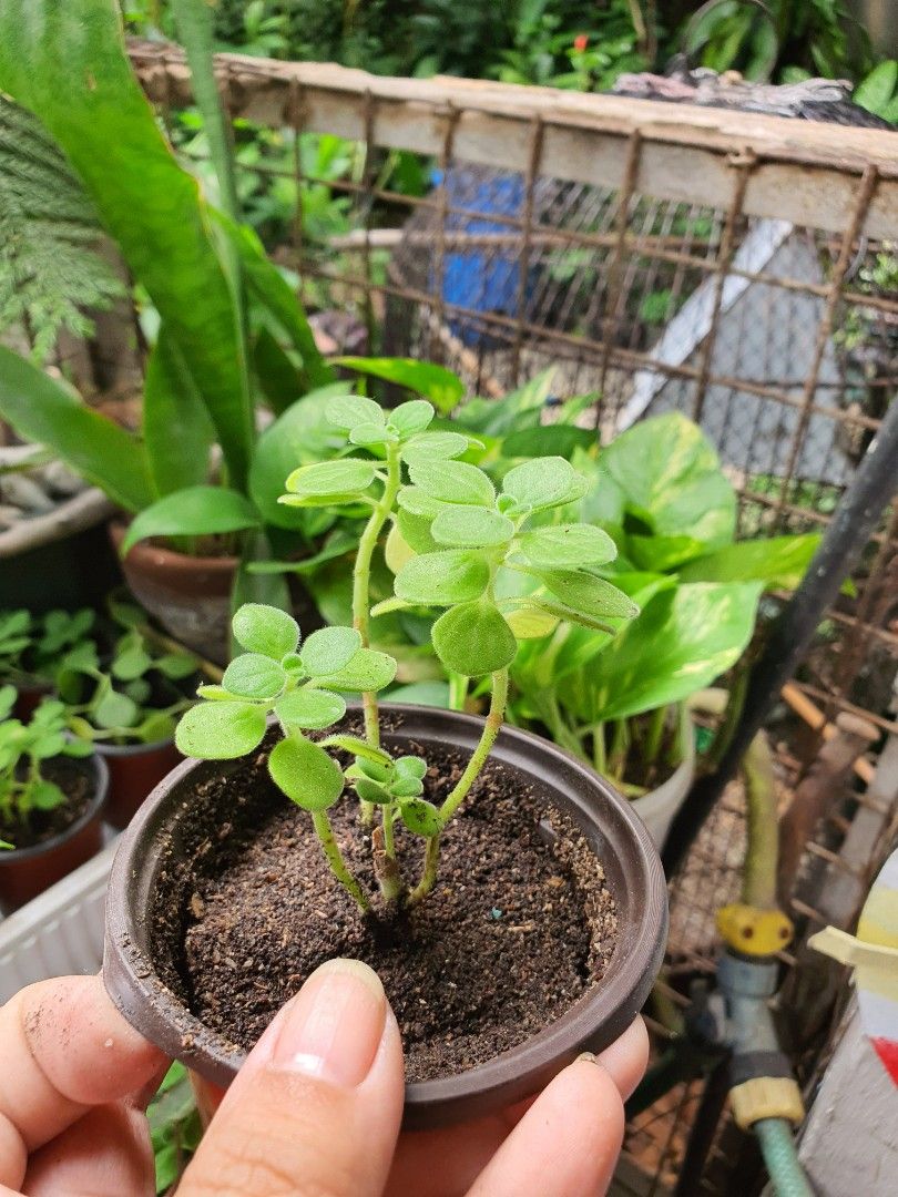 VICKS PLANT, Furniture & Home Living, Gardening, Plants & Seeds on ...