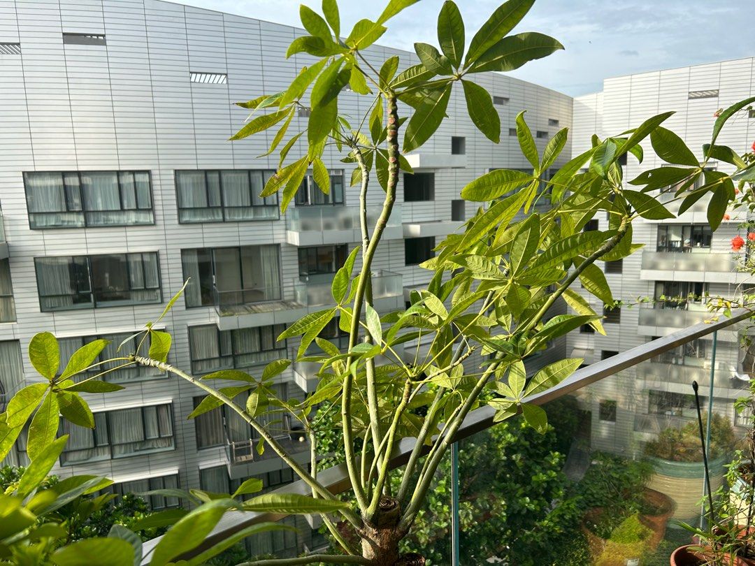 Big money tree, Furniture & Home Living, Gardening, Plants & Seeds on ...