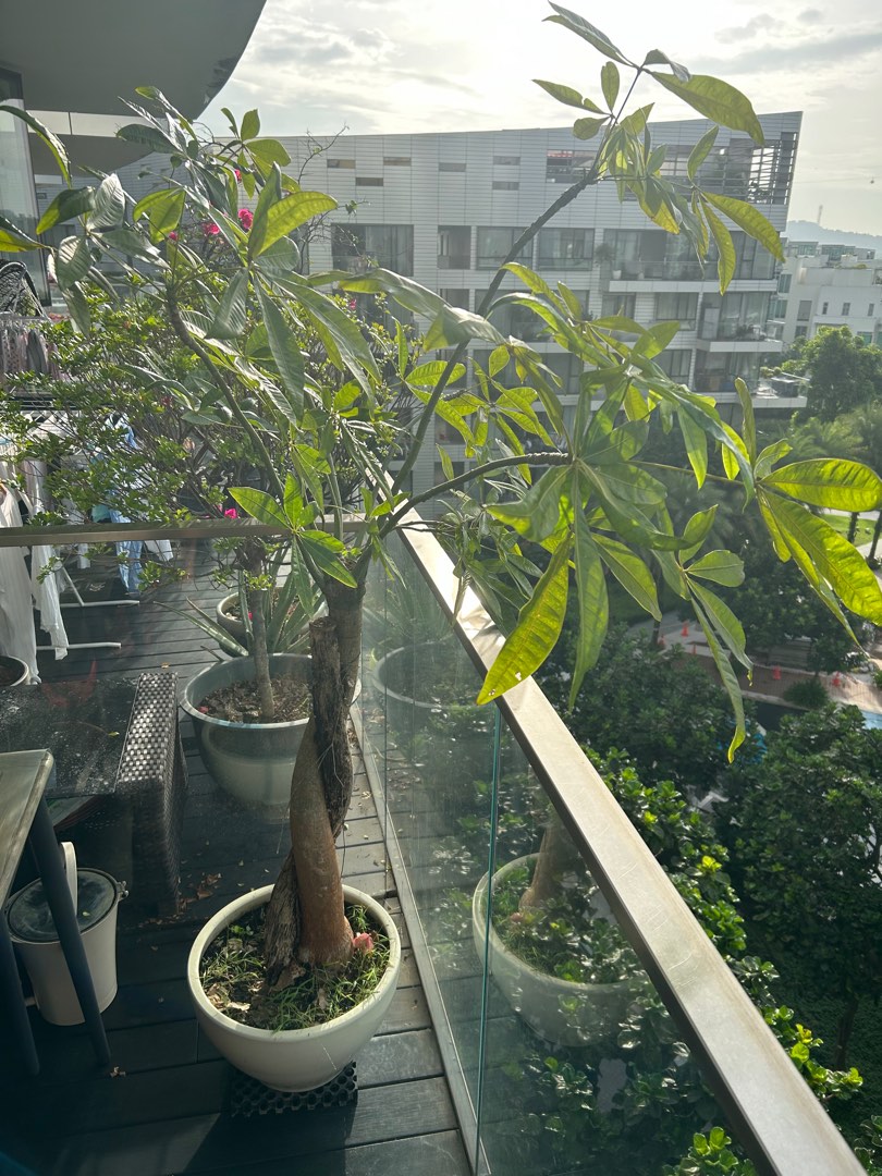 Big money tree, Furniture & Home Living, Gardening, Plants & Seeds on ...