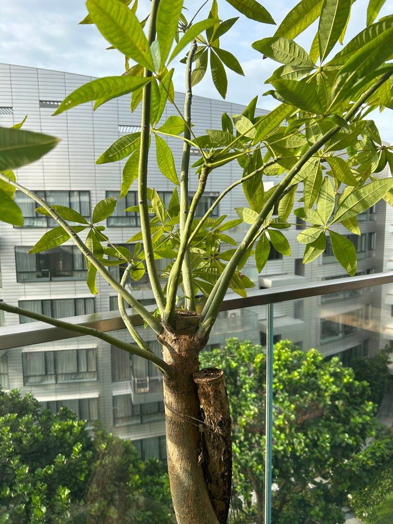 Big money tree, Furniture & Home Living, Gardening, Plants & Seeds on ...