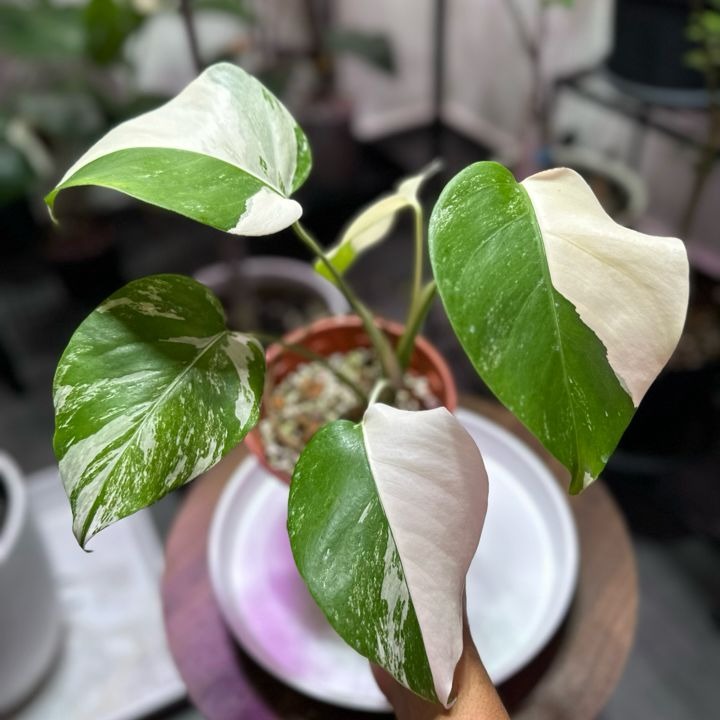 Monstera Albo 5 Leaves Small Size in Nursery Pot With Aroid Mix ...