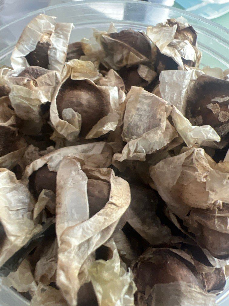 Murunga seeds, Health & Nutrition, Health Supplements, Health Food ...