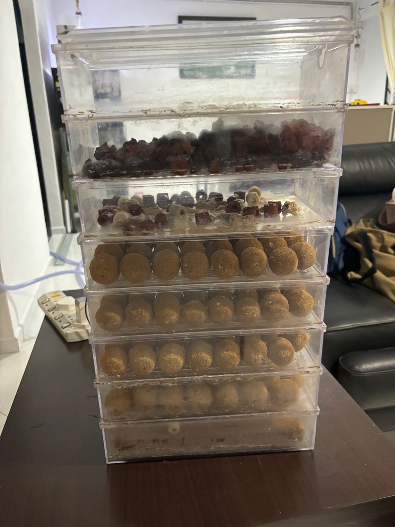 OHF (overhead filter box), Pet Supplies, Homes & Other Pet Accessories ...