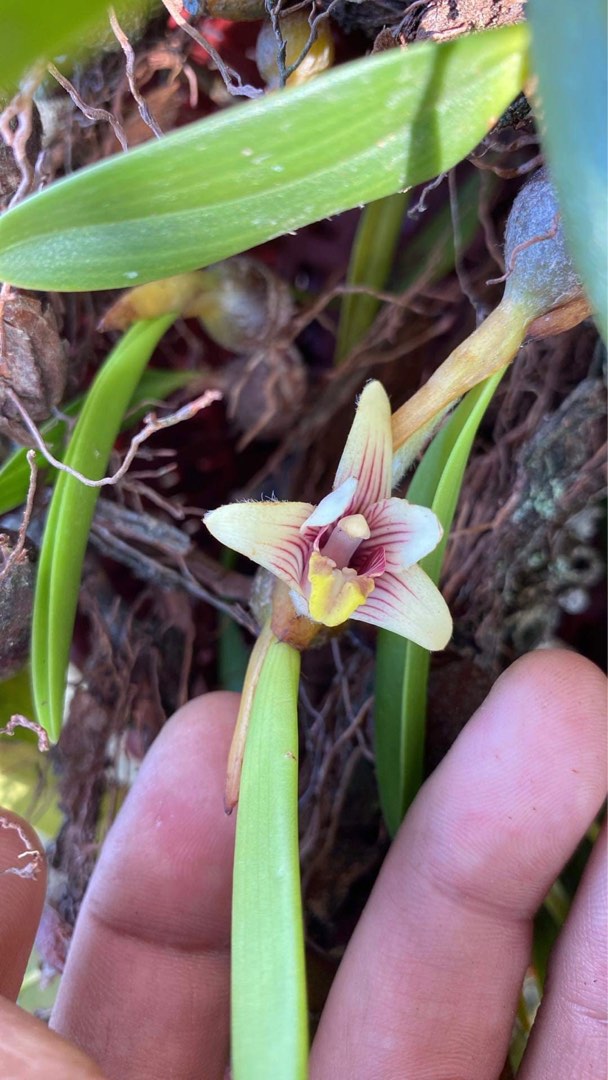 Pinalia amica, Furniture & Home Living, Gardening, Plants & Seeds on ...