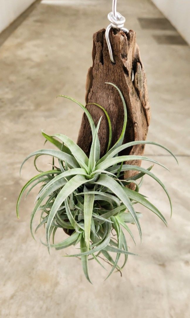 Tillandsia Capitata Silver Rose Clump, Furniture & Home Living ...