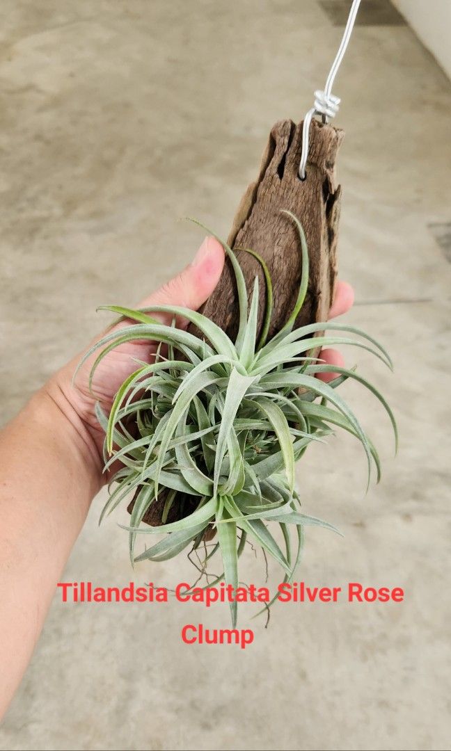 Tillandsia Capitata Silver Rose Clump, Furniture & Home Living ...