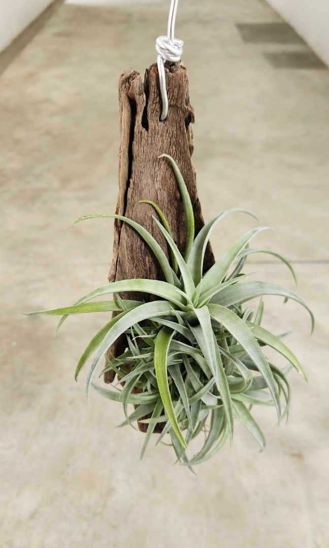 Tillandsia Capitata Silver Rose Clump, Furniture & Home Living ...
