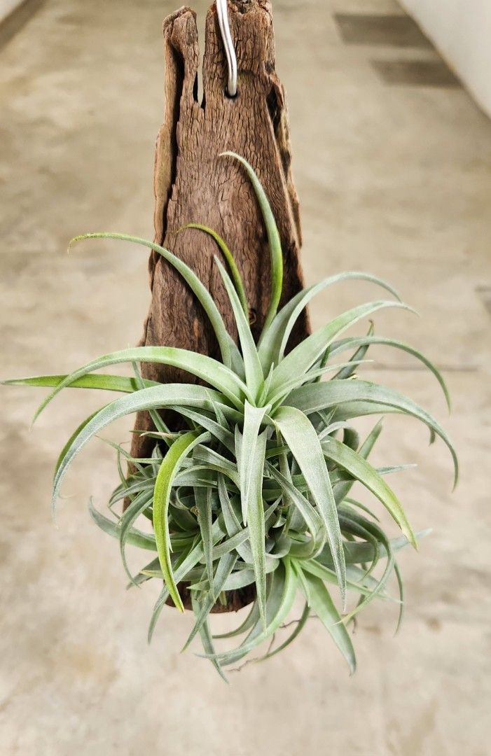 Tillandsia Capitata Silver Rose Clump, Furniture & Home Living ...