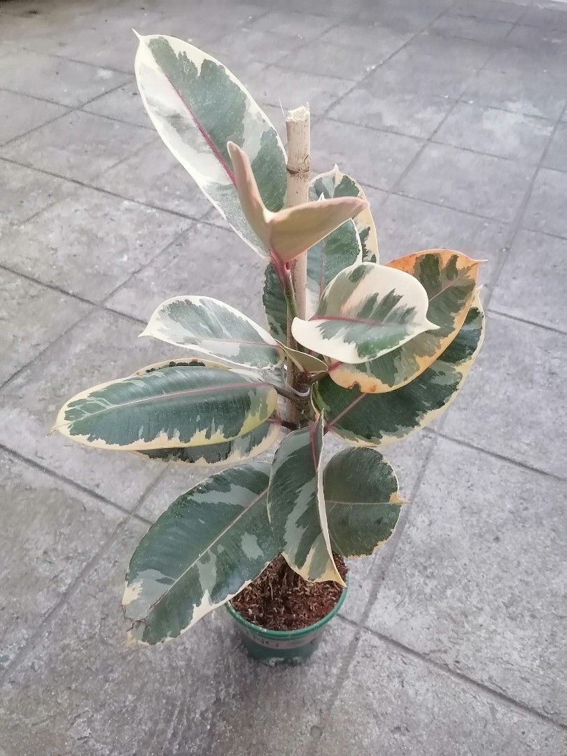 Tricolor Rubber Plant, Furniture & Home Living, Gardening, Plants ...