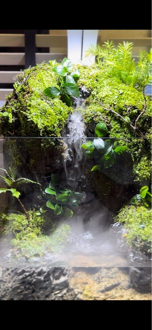 (Make to Order): Real Flowing Waterfall Paludarium with mist, Pet ...