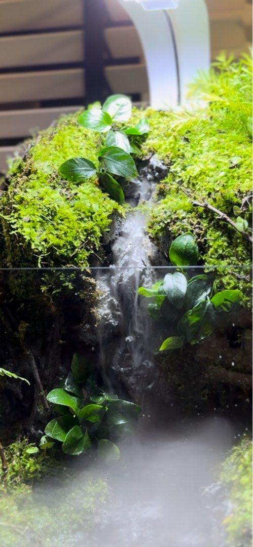 (Make to Order): Real Flowing Waterfall Paludarium with mist, Pet ...