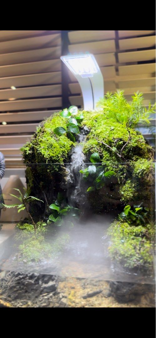 (Make to Order): Real Flowing Waterfall Paludarium with mist, Pet ...