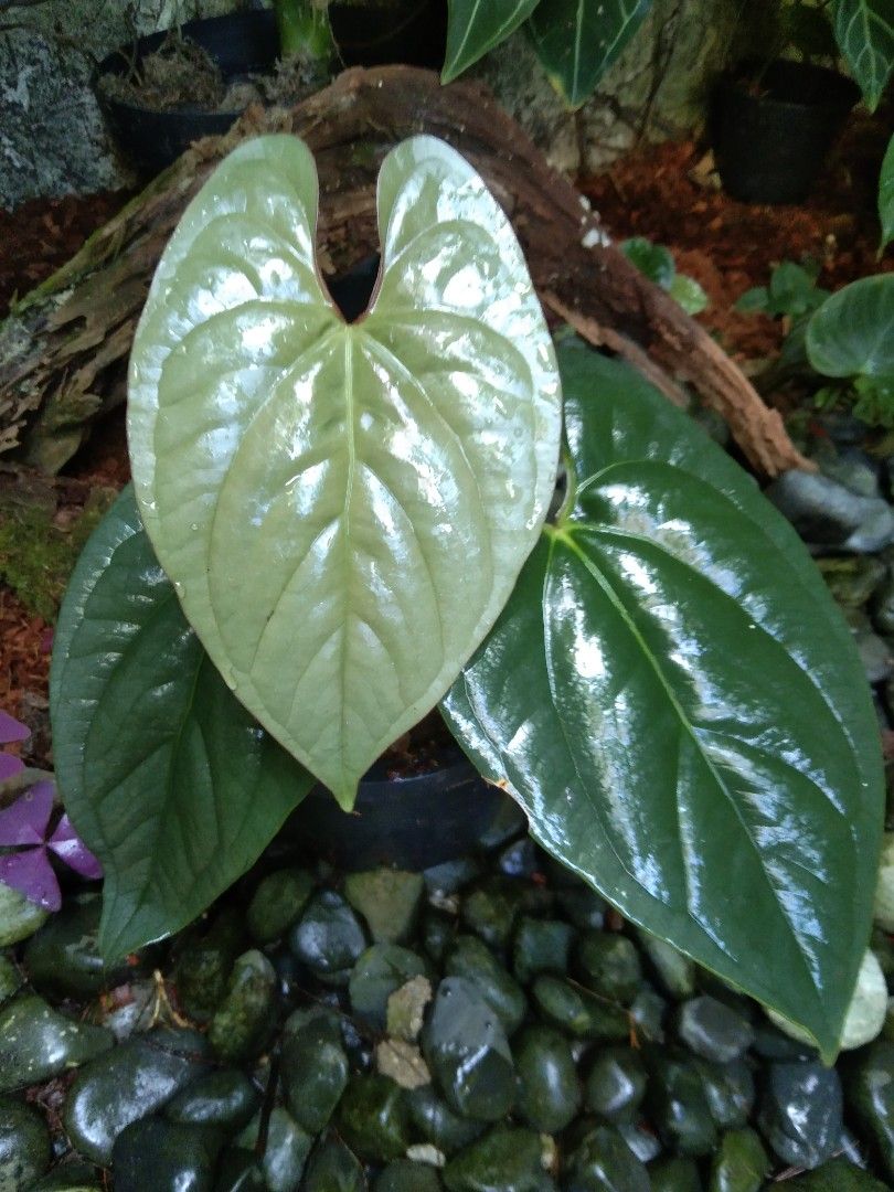 Anthurium sp silver Peru, Furniture & Home Living, Gardening, Plants ...