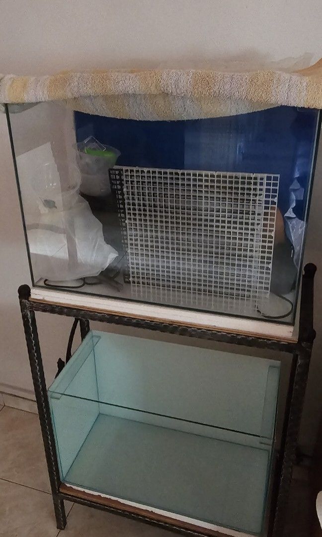 Fish tank 2ft x 2, Pet Supplies, Homes & Other Pet Accessories on Carousell