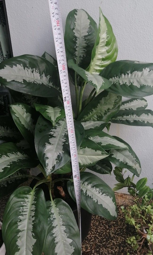 Indoor Plant Chinese Evergreen Large Leaves, Furniture & Home Living ...