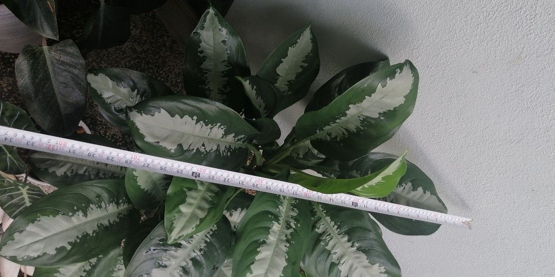 Indoor Plant Chinese Evergreen Large Leaves, Furniture & Home Living ...