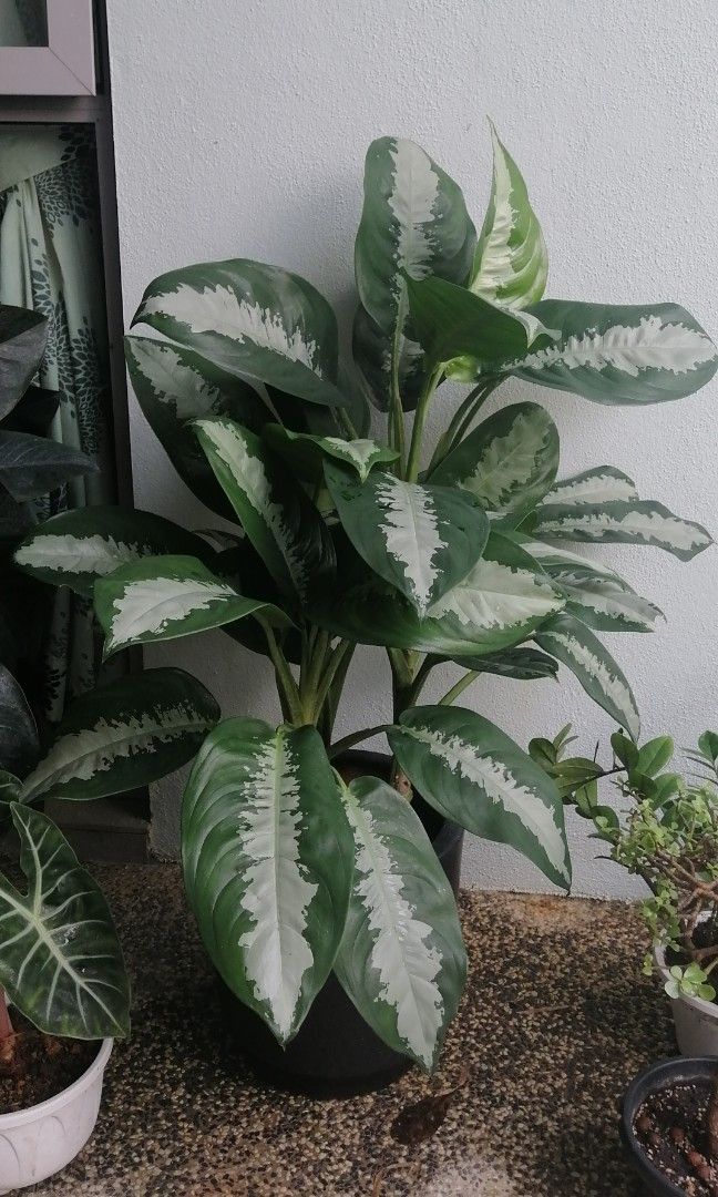 Indoor Plant Chinese Evergreen Large Leaves, Furniture & Home Living ...