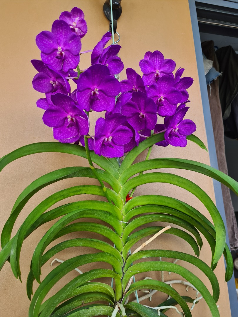 Orchid - Vanda, Furniture & Home Living, Gardening, Plants & Seeds on ...