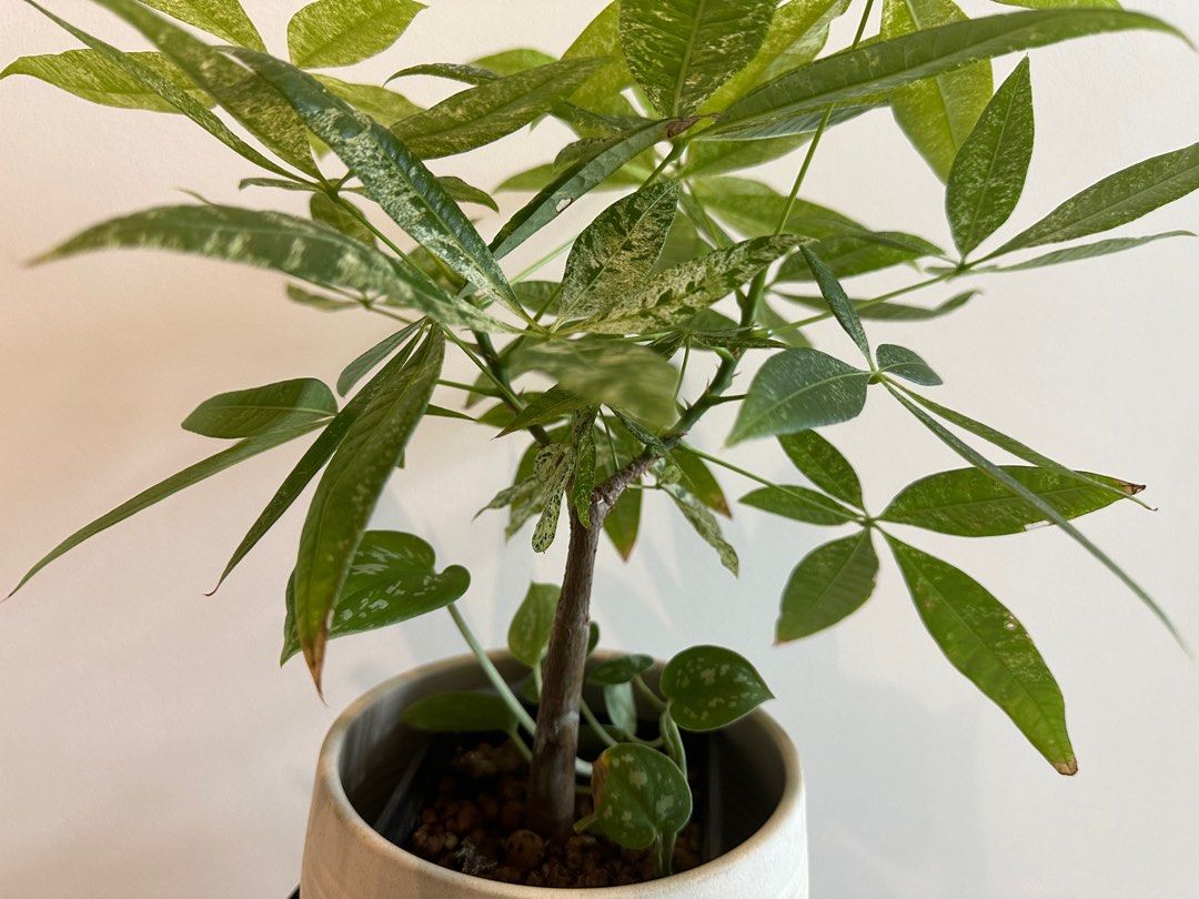 Pachira Variegated Money Tree, Furniture & Home Living, Gardening ...