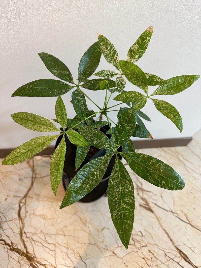 Pachira Variegated Money Tree, Furniture & Home Living, Gardening ...