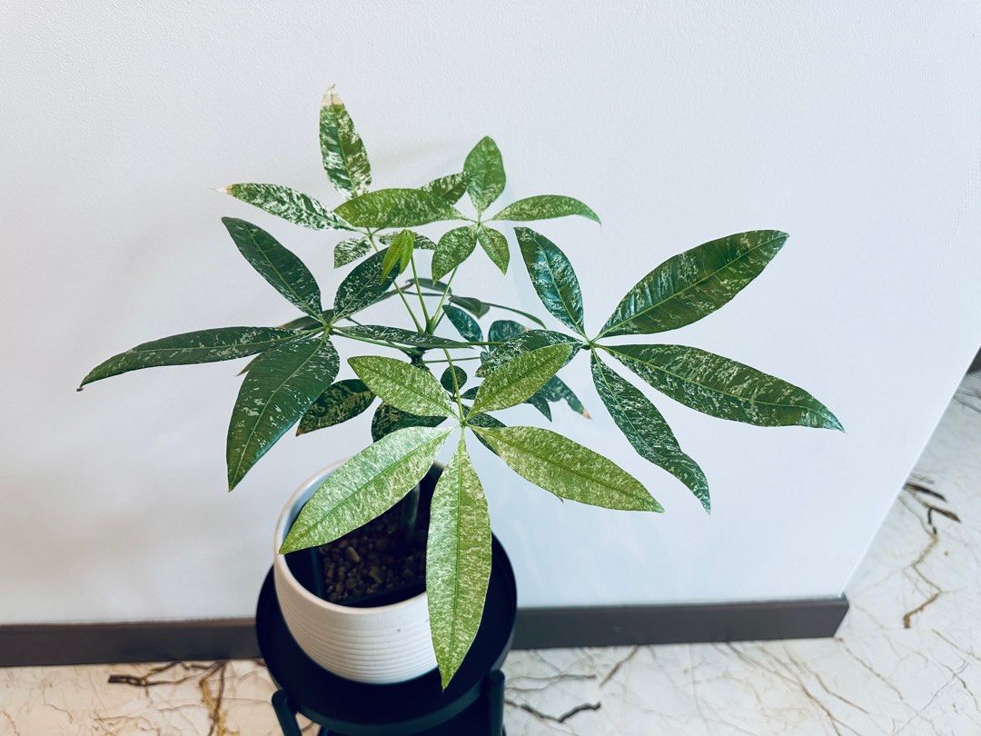 Pachira Variegated Money Tree, Furniture & Home Living, Gardening ...