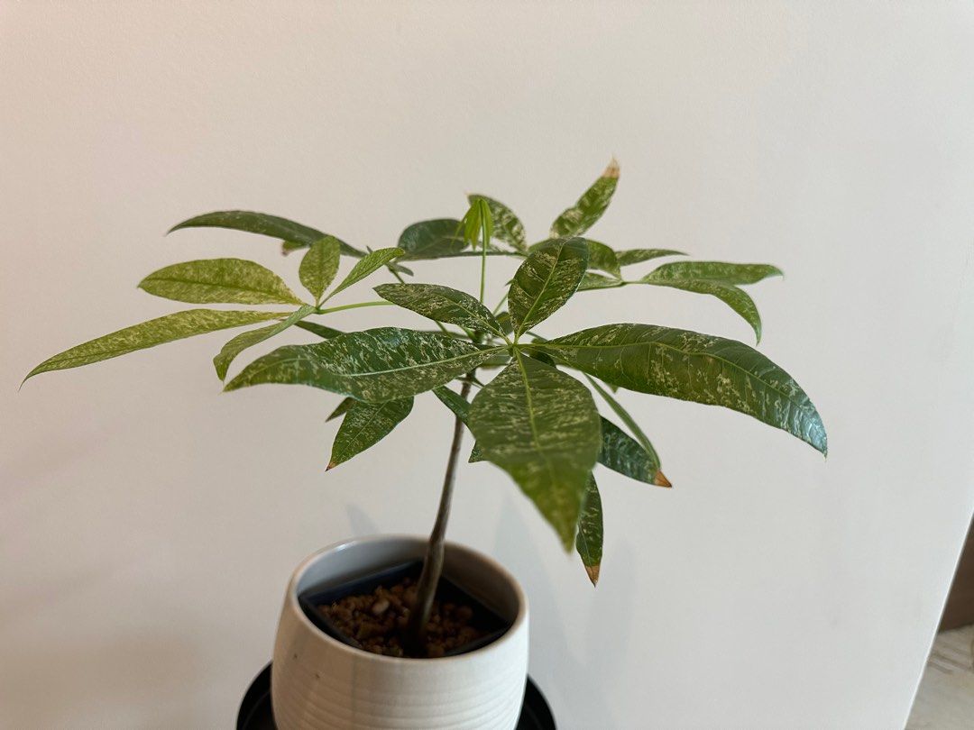 Pachira Variegated Money Tree, Furniture & Home Living, Gardening ...