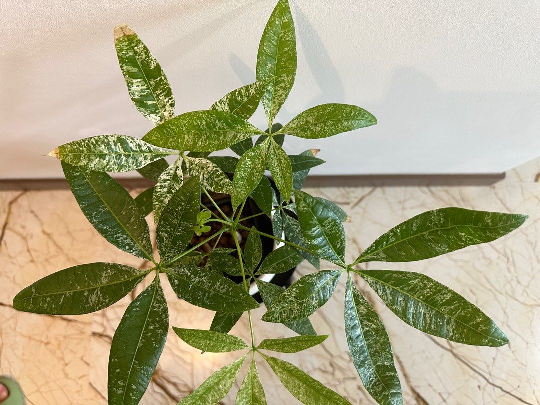 Pachira Variegated Money Tree, Furniture & Home Living, Gardening ...