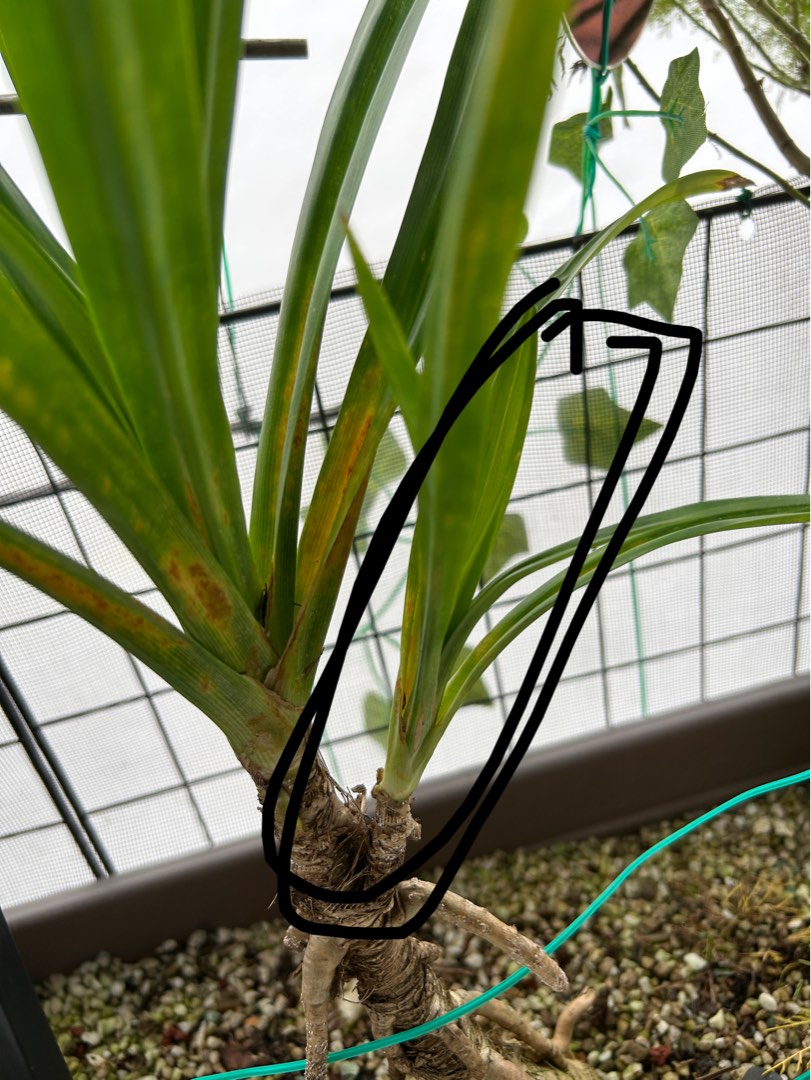 Pandan plant cutting, Furniture & Home Living, Gardening, Plants ...