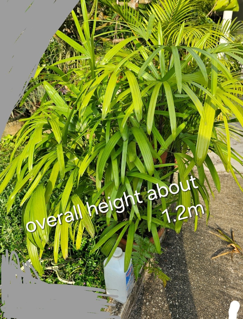 Rhapis Excelsa, Furniture & Home Living, Gardening, Plants & Seeds on ...