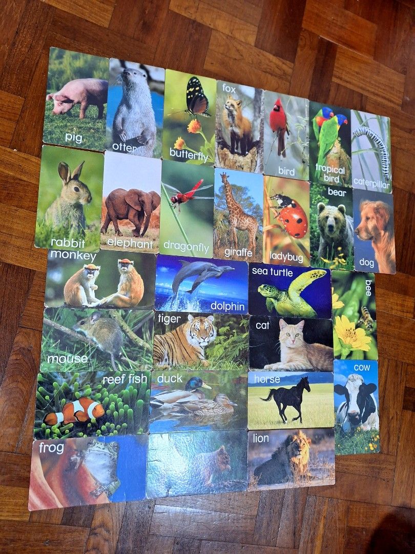 Animal picture cards (sturdy cardstock) with facts on reverse ...