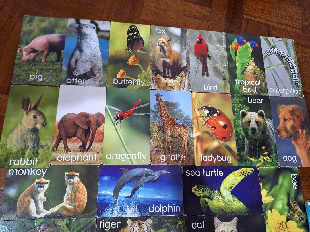Animal picture cards (sturdy cardstock) with facts on reverse ...
