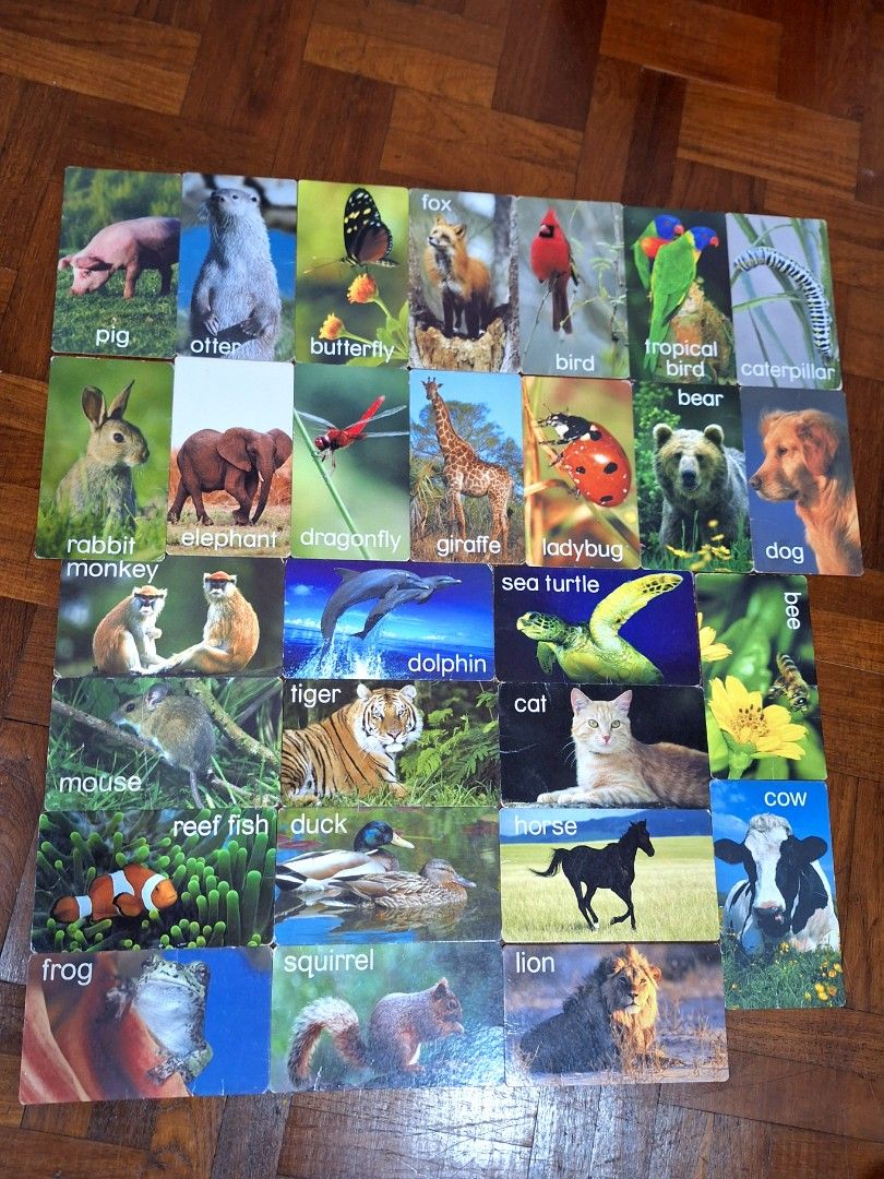Animal picture cards (sturdy cardstock) with facts on reverse ...