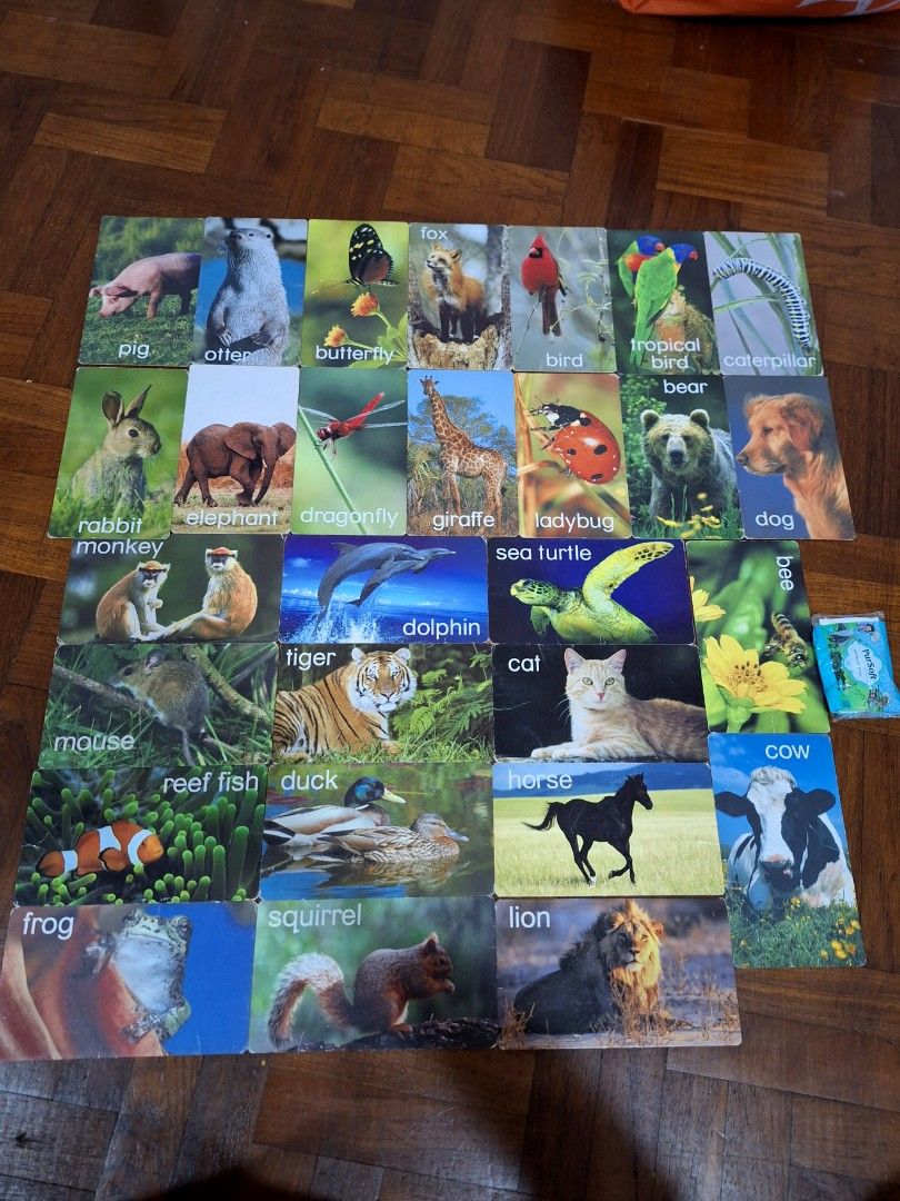 Animal picture cards (sturdy cardstock) with facts on reverse ...