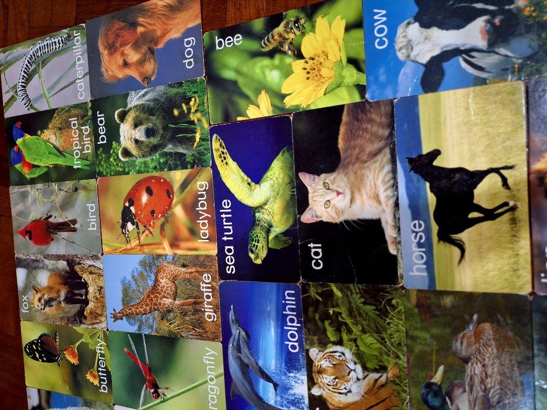 Animal picture cards (sturdy cardstock) with facts on reverse ...