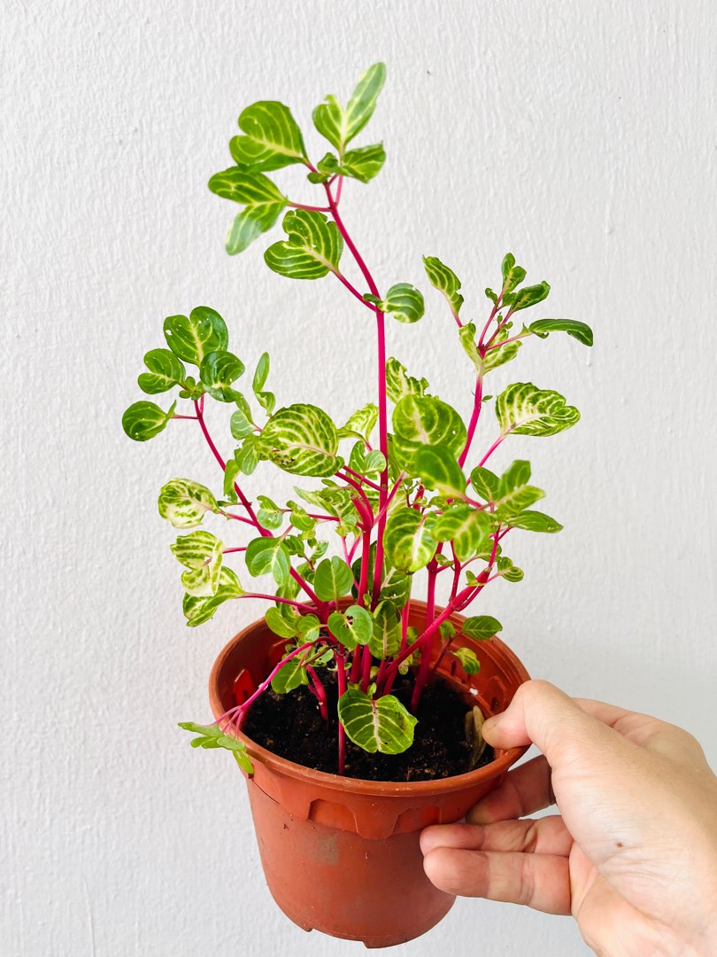 Iresine (Iresine Herbstii Aureoreticulata) - colourful plant, Furniture ...