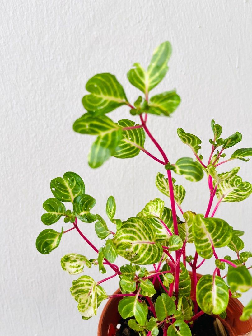 Iresine (Iresine Herbstii Aureoreticulata) - colourful plant, Furniture ...