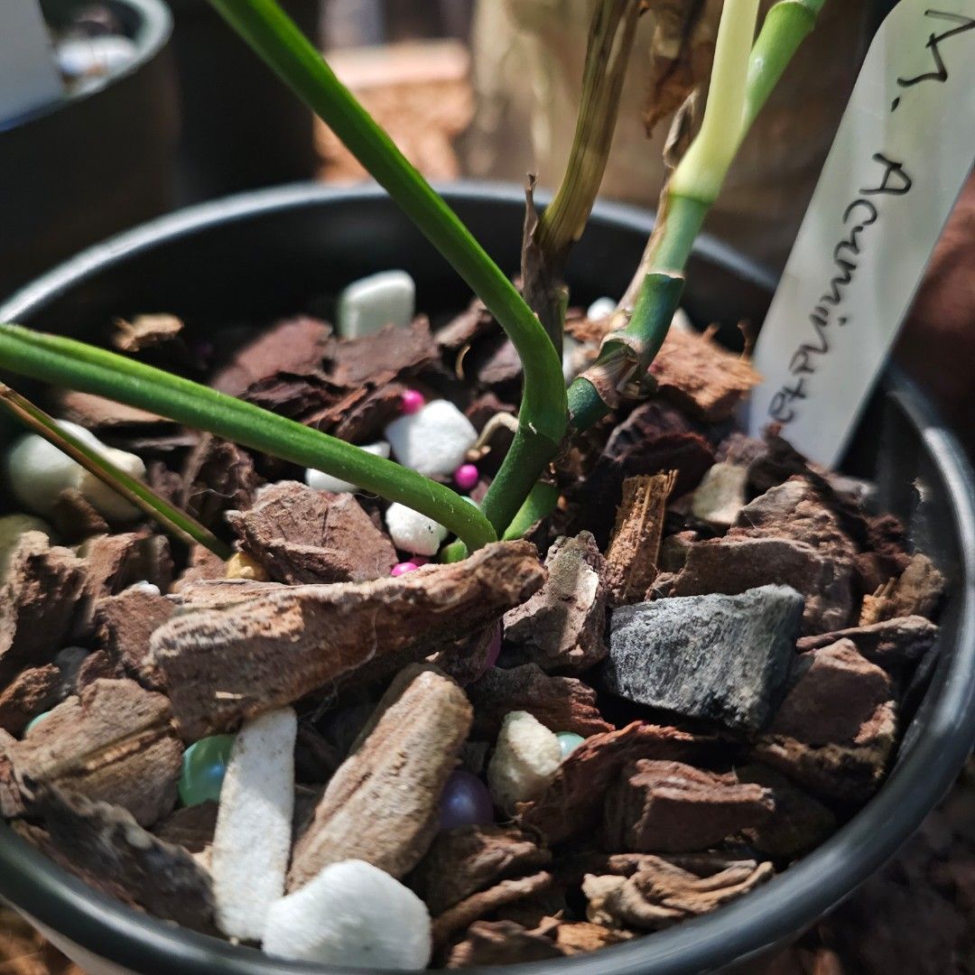 Monstera Acuminata mint, Furniture & Home Living, Gardening, Plants ...