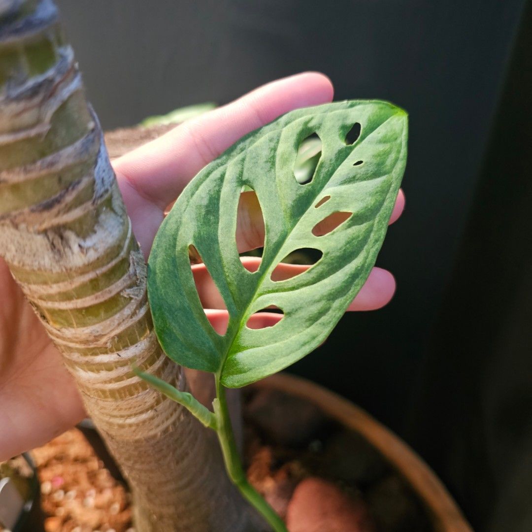Monstera Acuminata mint, Furniture & Home Living, Gardening, Plants ...