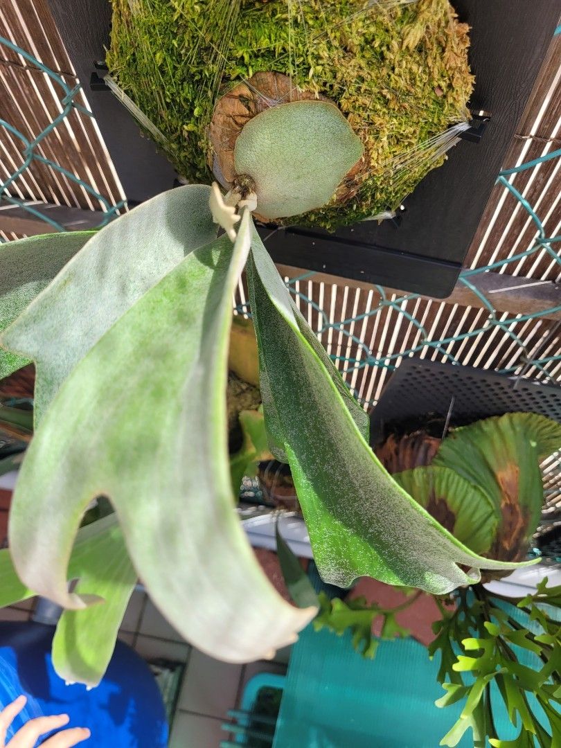 Platycerium 'Hakuna Matata', Furniture & Home Living, Gardening, Plants ...