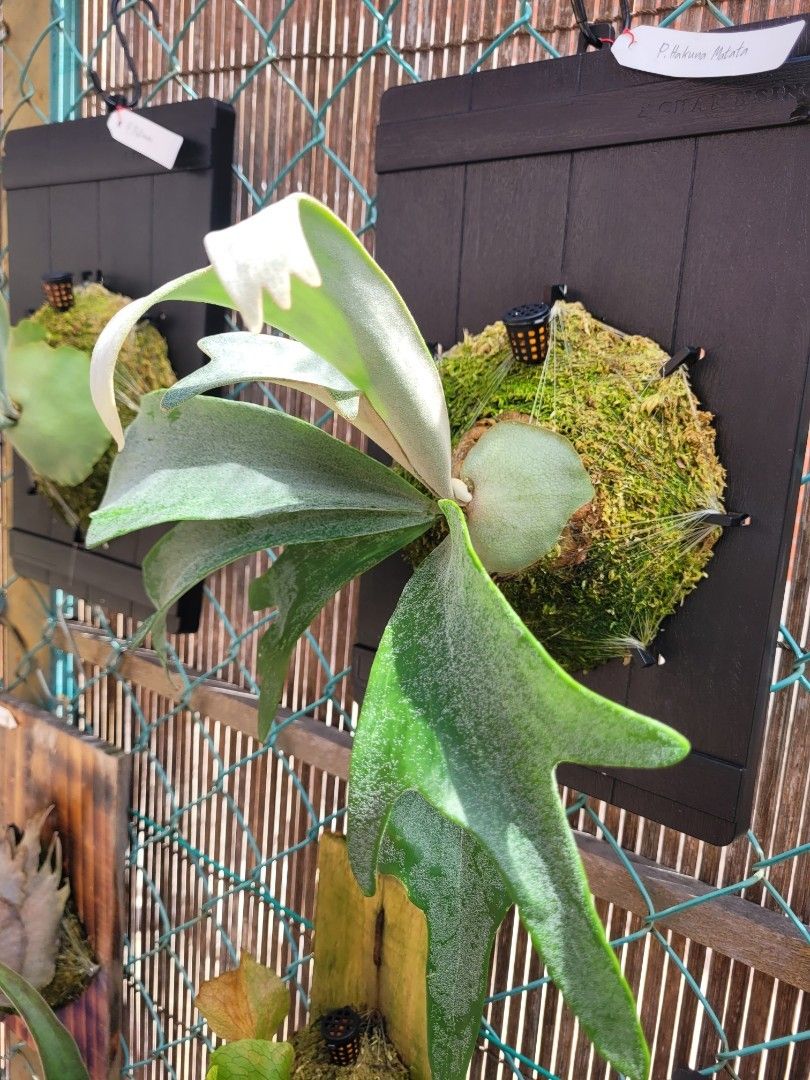 Platycerium 'Hakuna Matata', Furniture & Home Living, Gardening, Plants ...