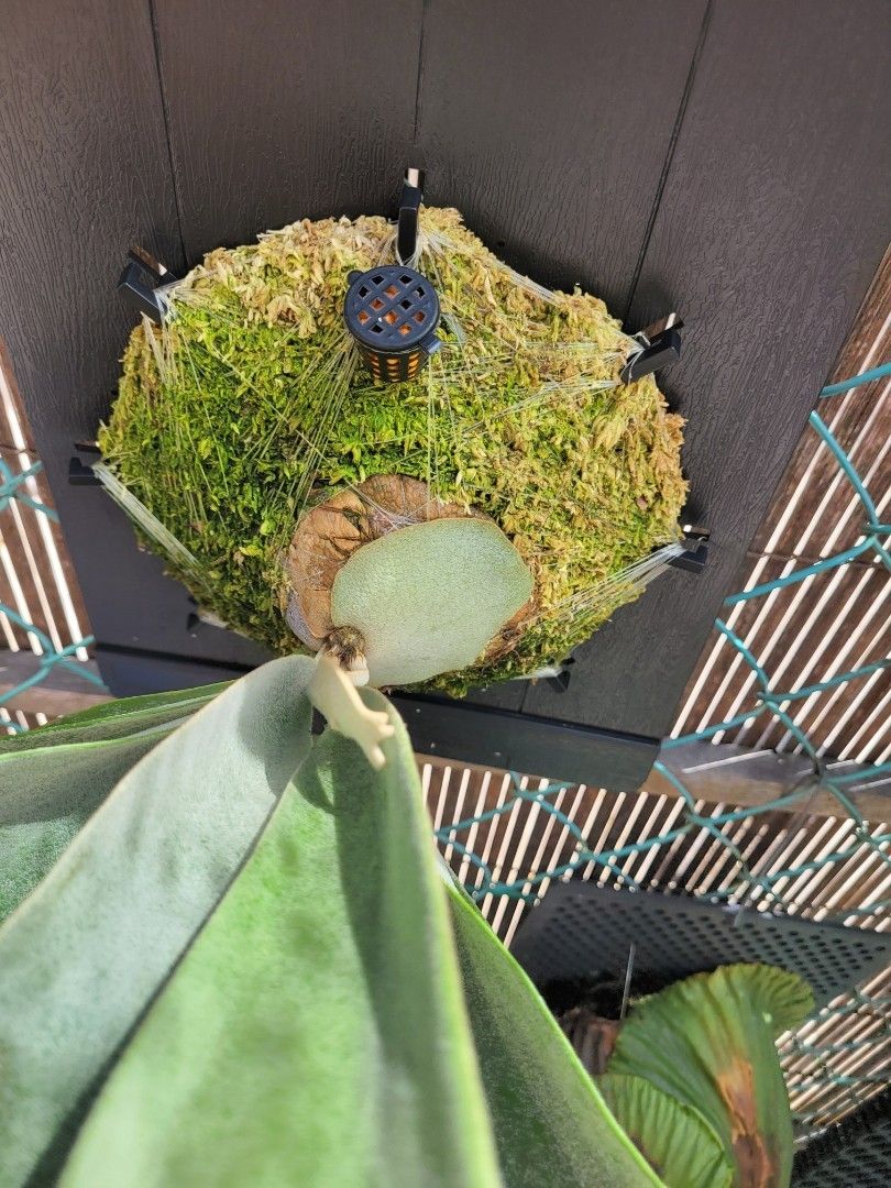 Platycerium 'Hakuna Matata', Furniture & Home Living, Gardening, Plants ...