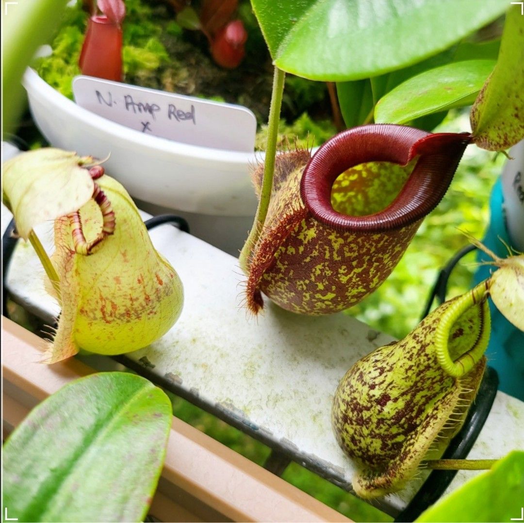 XL Nepenthes Hookeriana "Hot Lips" (N.Rafflesiana x N.Ampullaria) Pitcher Plant Carnivorous ...