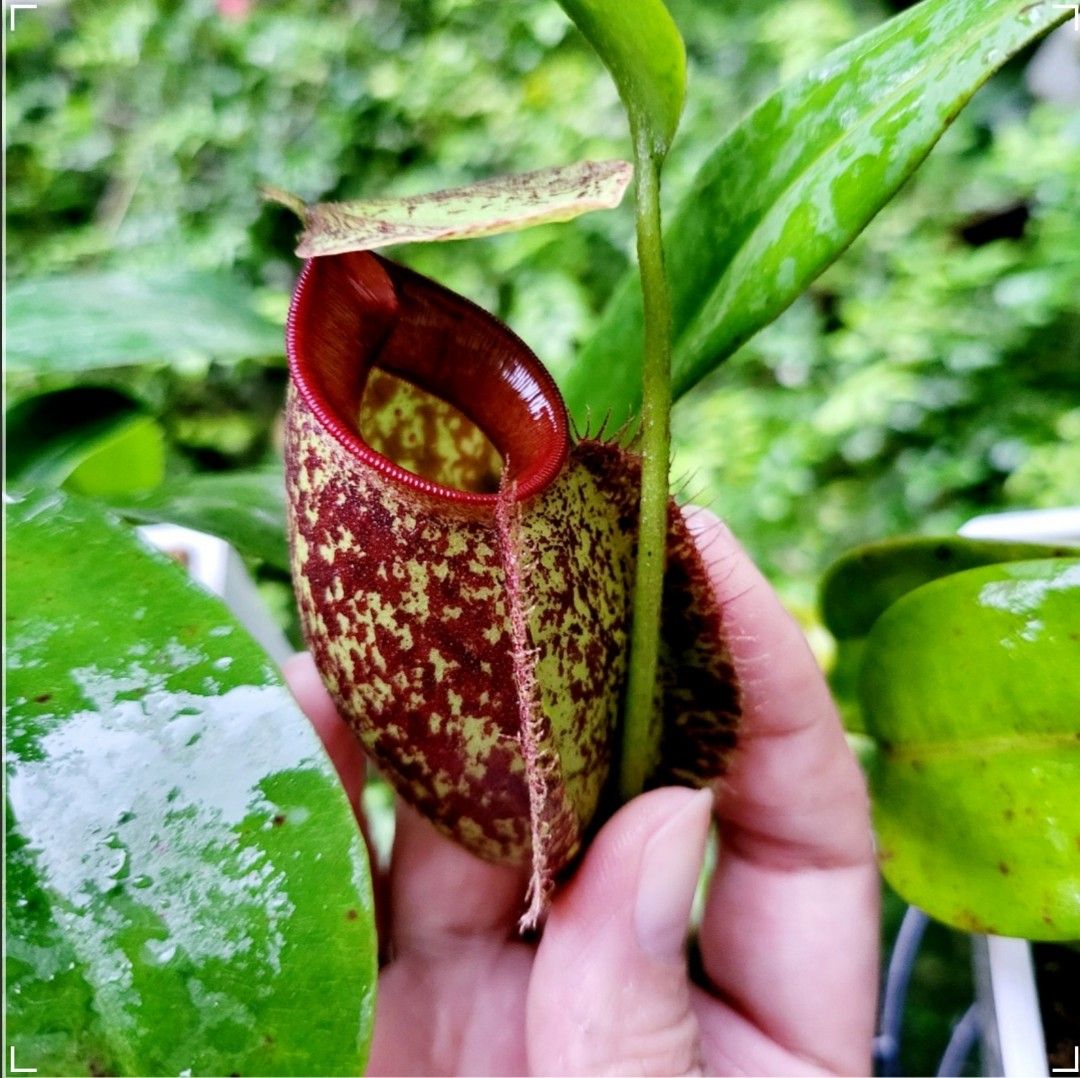 XL Nepenthes Hookeriana "Hot Lips" (N.Rafflesiana x N.Ampullaria) Pitcher Plant Carnivorous ...