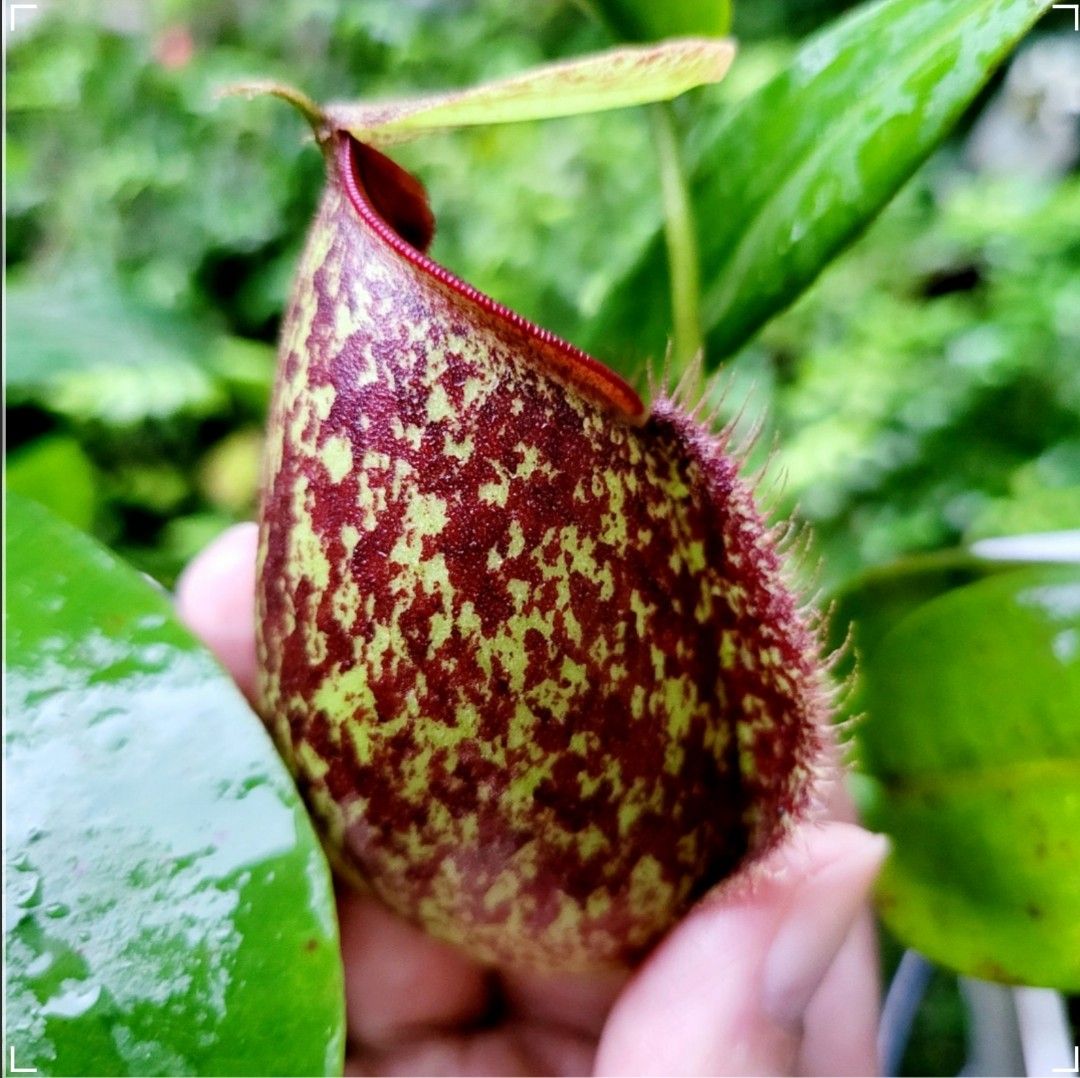 XL Nepenthes Hookeriana "Hot Lips" (N.Rafflesiana x N.Ampullaria) Pitcher Plant Carnivorous ...