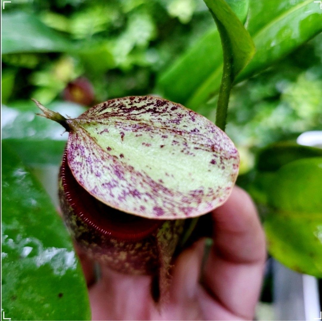 XL Nepenthes Hookeriana "Hot Lips" (N.Rafflesiana x N.Ampullaria) Pitcher Plant Carnivorous ...