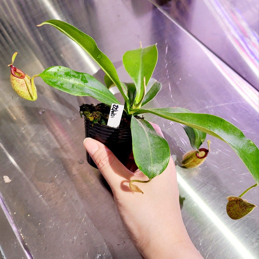 XL Nepenthes Hookeriana "Hot Lips" (N.Rafflesiana x N.Ampullaria) Pitcher Plant Carnivorous ...
