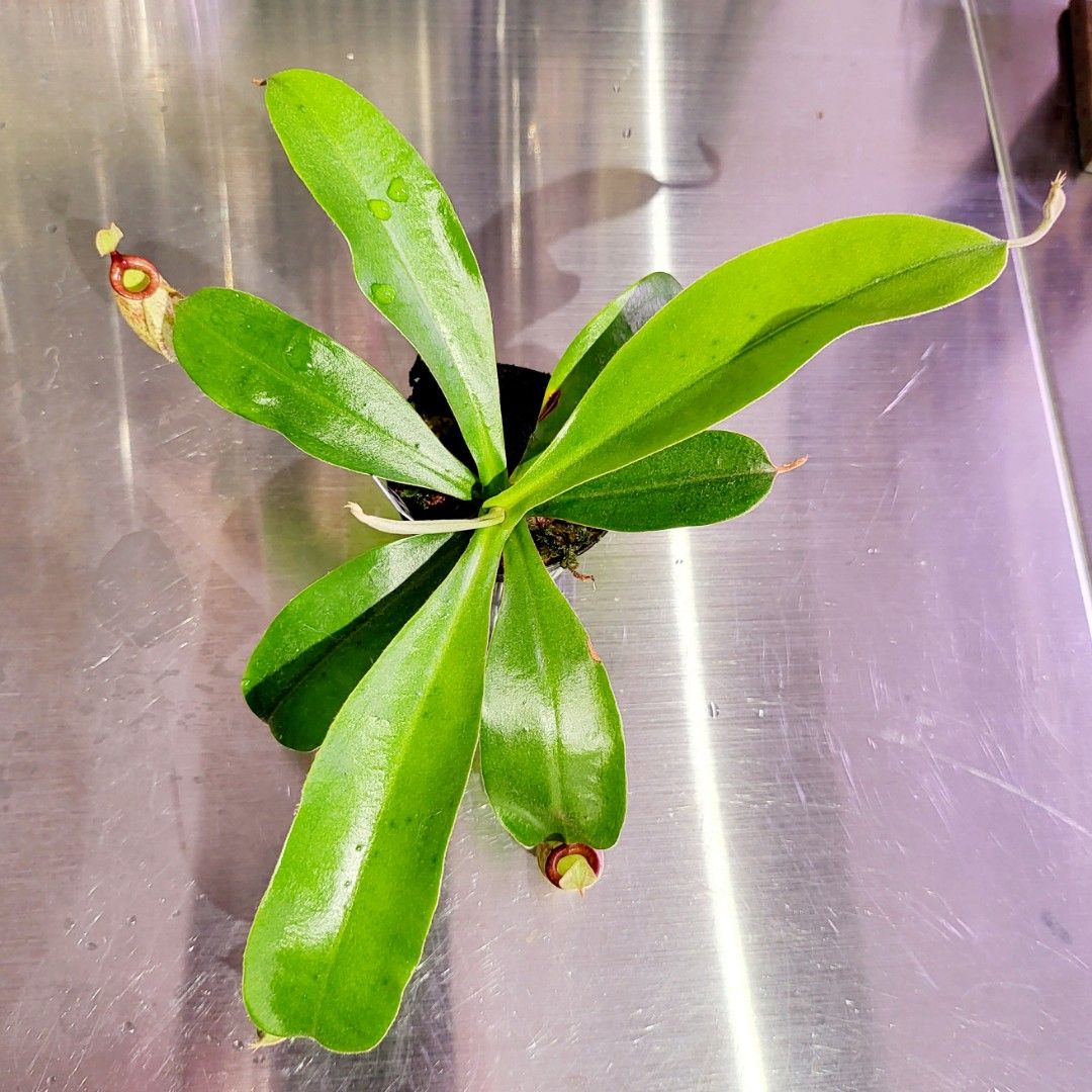XL Nepenthes Hookeriana "Hot Lips" (N.Rafflesiana x N.Ampullaria) Pitcher Plant Carnivorous ...