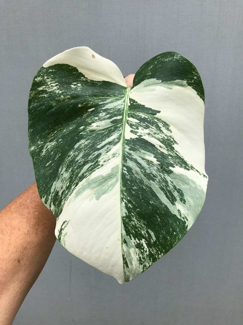 Monstera borsi albo, Furniture & Home Living, Gardening, Plants & Seeds ...